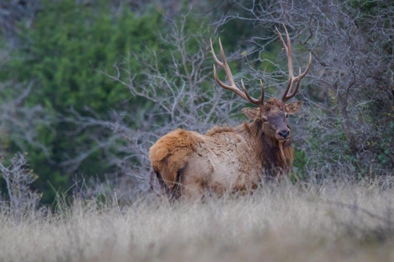 Photo Gallery | DaVine Springs Ranch